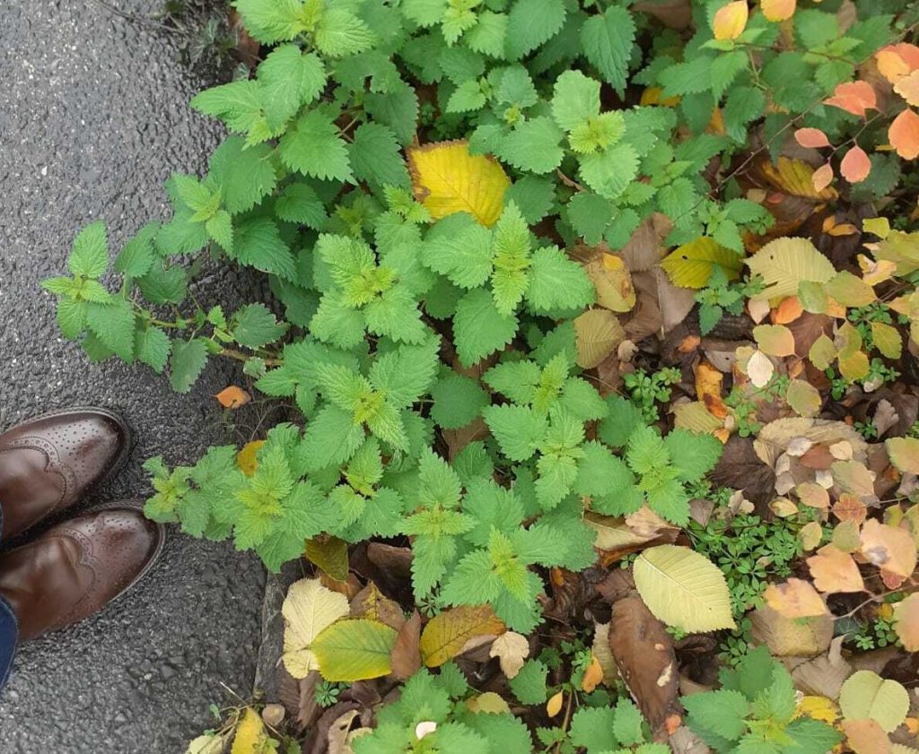 Des orties en hiver? J’ai essayé pour vous - Nature & Autonomie