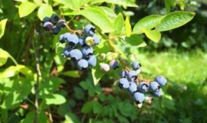 Myrtilles sauvages : goût, bienfaits et cueillette en montagne