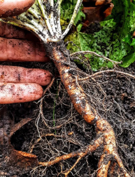 La racine qui fait digérer - Nature & Autonomie