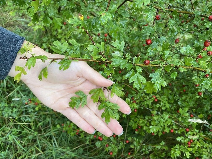 Confiture d’aubépine : recette facile et bienfaits insoupçonnés