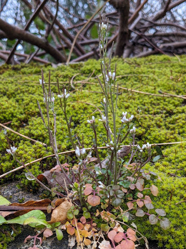 La plante qui a su conquérir le monde - Nature & Autonomie