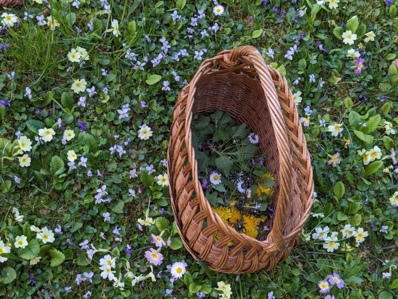 Cueillette Archives - Nature & Autonomie