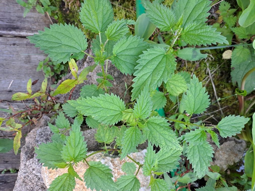 Comment utiliser l'ortie ? 5 façons étonnantes (et efficaces) - Nature ...