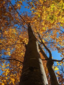Pourquoi les feuilles tombent en automne ? - Nature & Autonomie